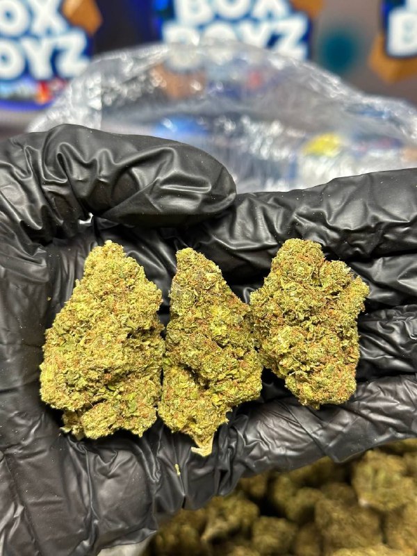 Buy Cereal Runtz Strain | Premium Hybrid Cannabis for Sale