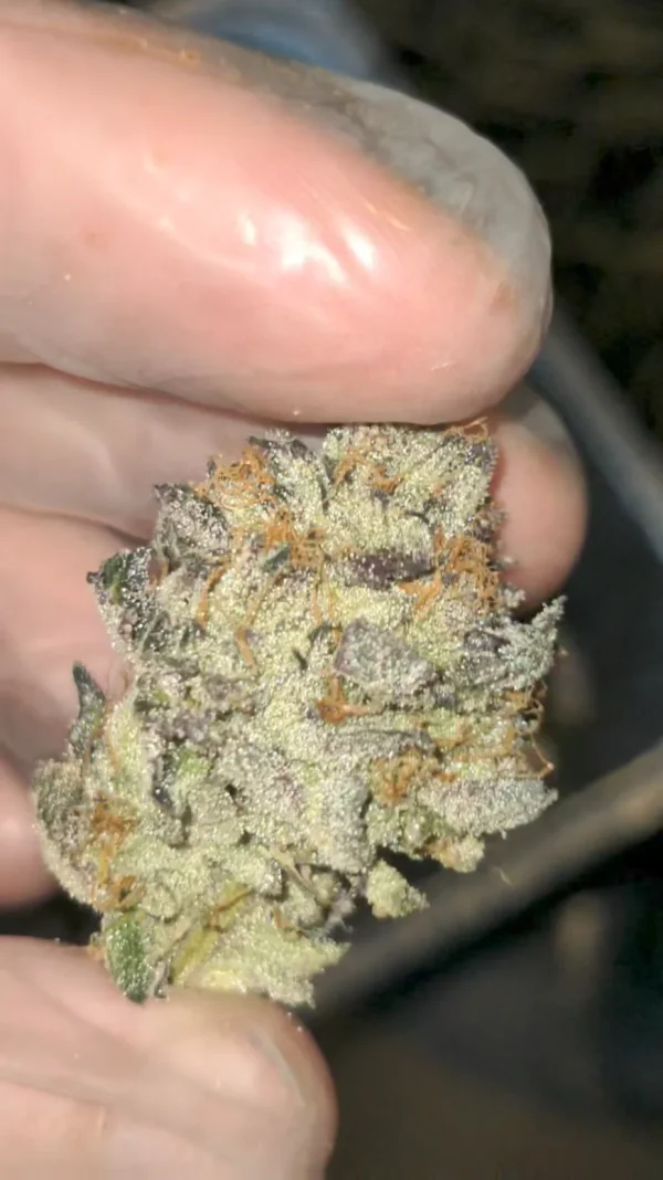 Dessert Runtz Strain